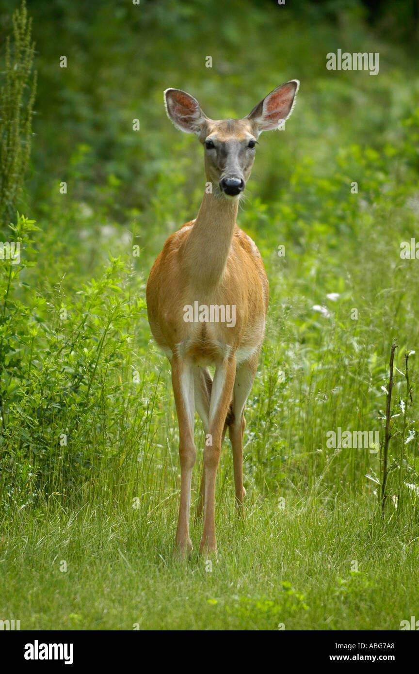 Docile buck hi-res stock photography and images - Alamy
