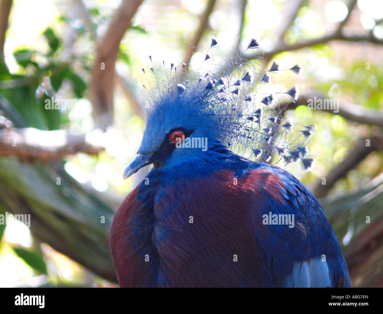 Victoria Crowned Pigeon (Goura victoria Stock Photo - Alamy