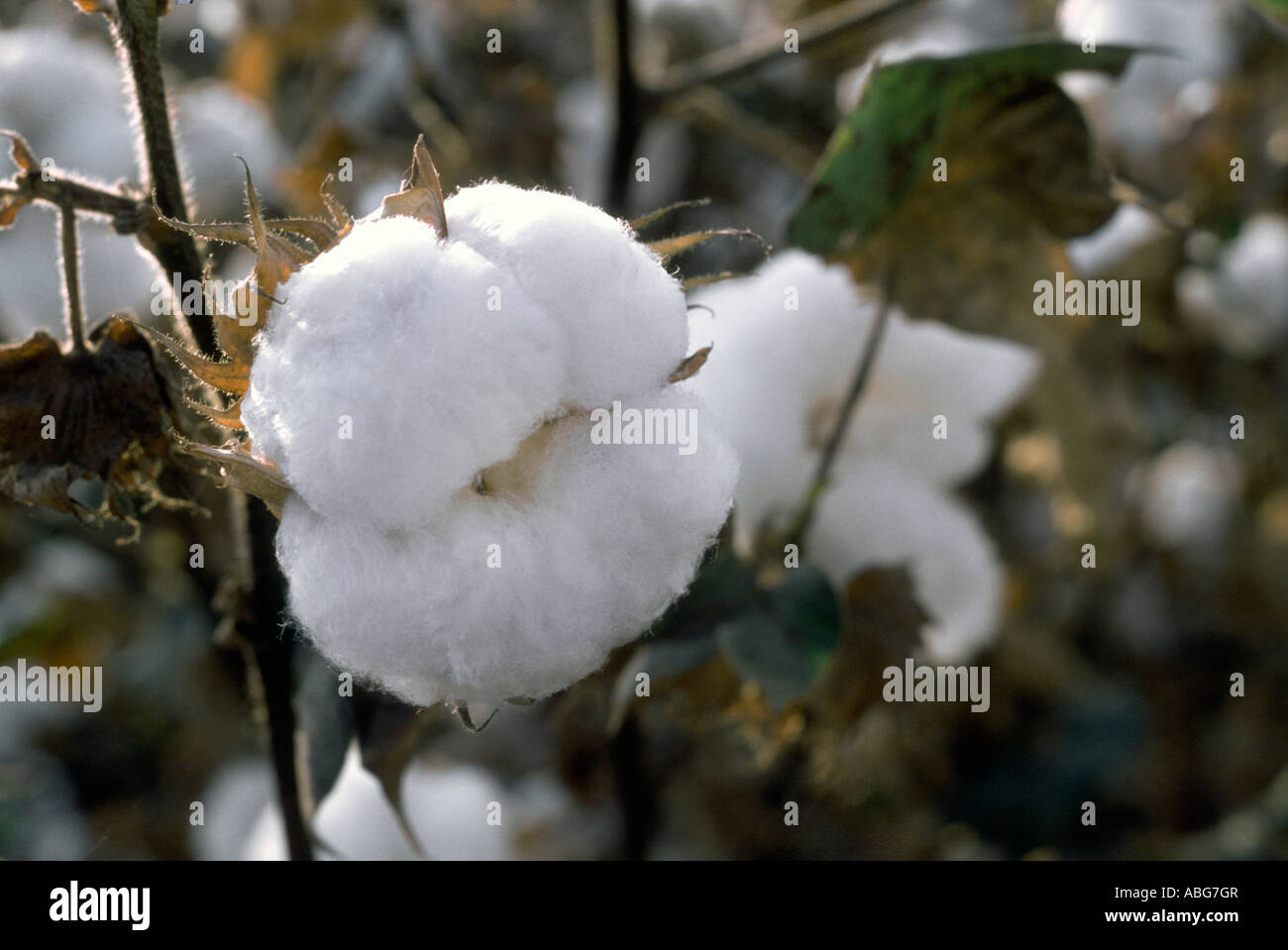 Boll weevil cotton hi-res stock photography and images - Alamy
