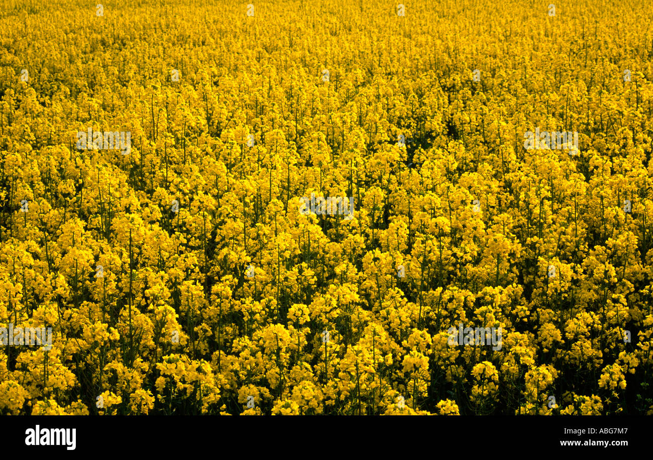 field of rape seed(brassica napus) cruciferae Stock Photo - Alamy