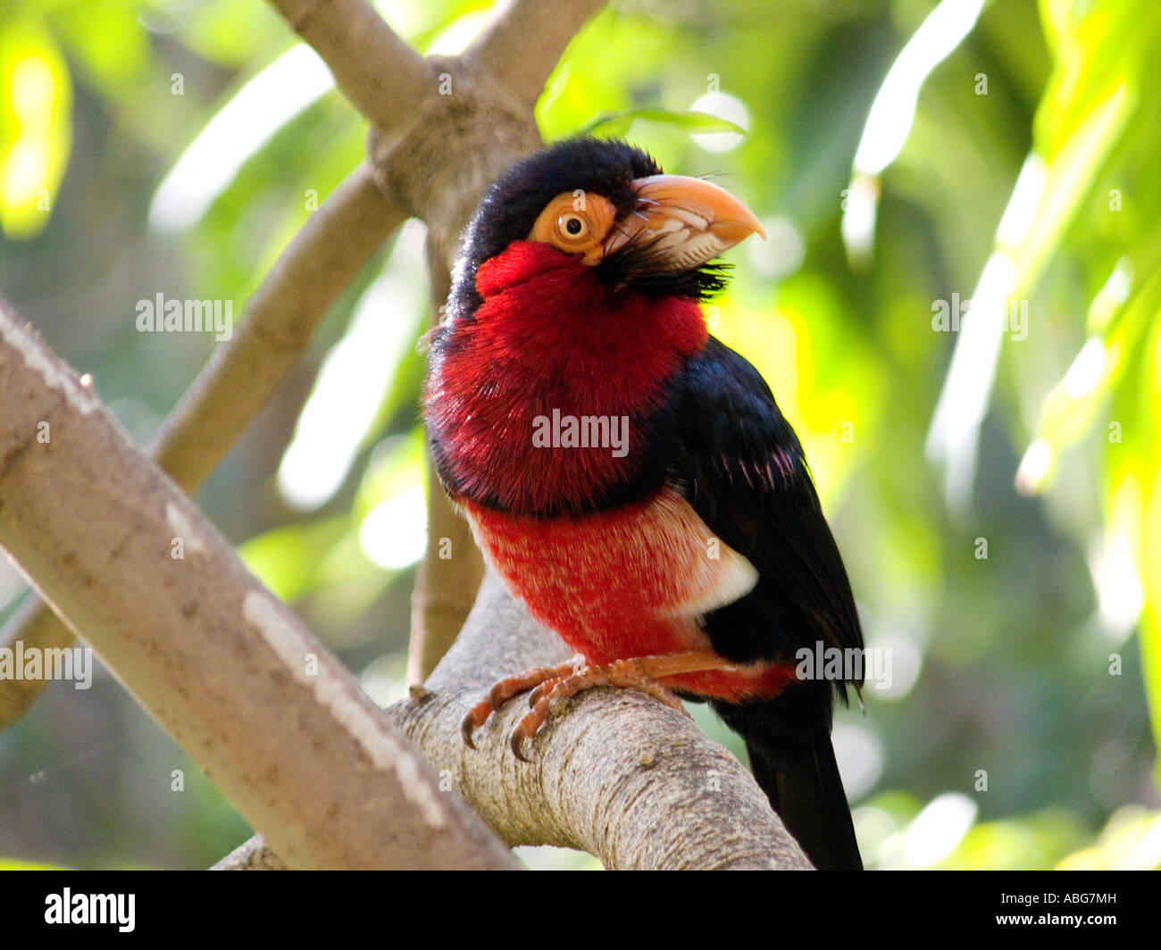 Bearded Barbet (Lybius dubius Stock Photo - Alamy