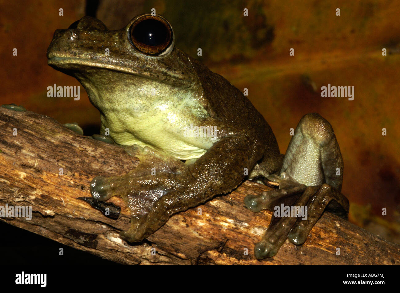 Gladiator Treefrog (Hyla boans) from Tiputini, Ecuador Stock Photo - Alamy