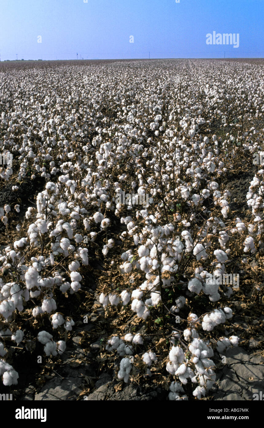 Cotton seed oil hi-res stock photography and images - Alamy