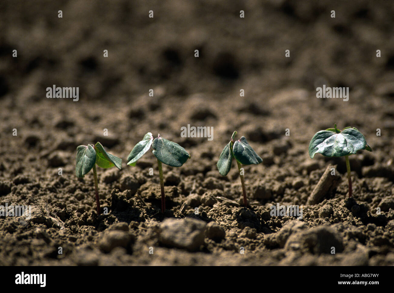 California cotton seedlings Stock Photo - Alamy