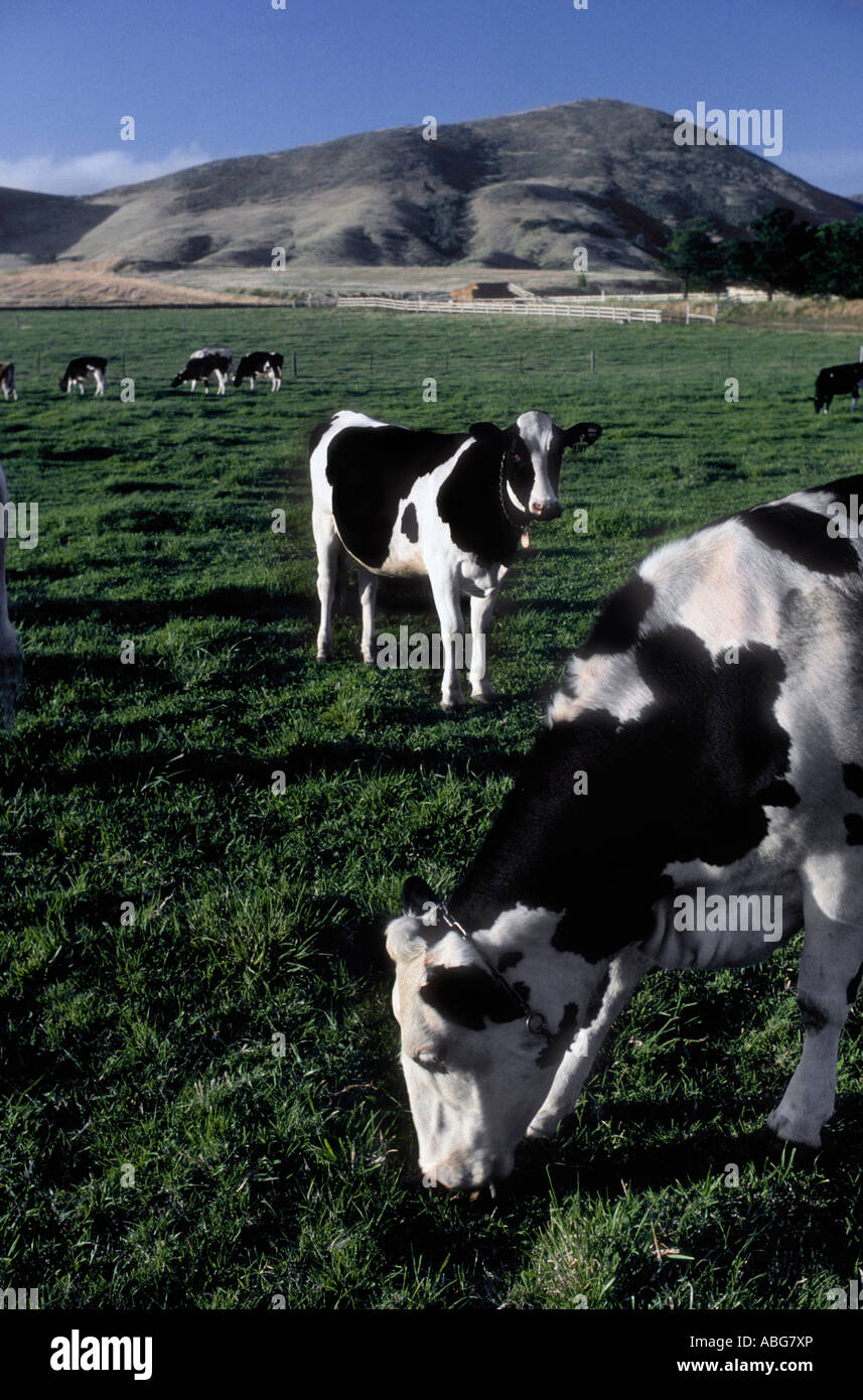 California dairy industry hi-res stock photography and images - Alamy