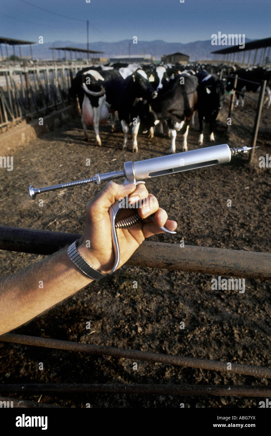 Cow injection medicine High Resolution Stock Photography and Images - Alamy