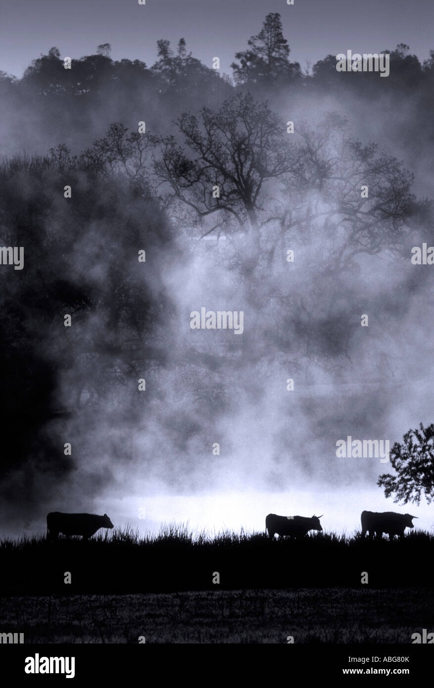 Cows grazing in fog Stock Photo - Alamy