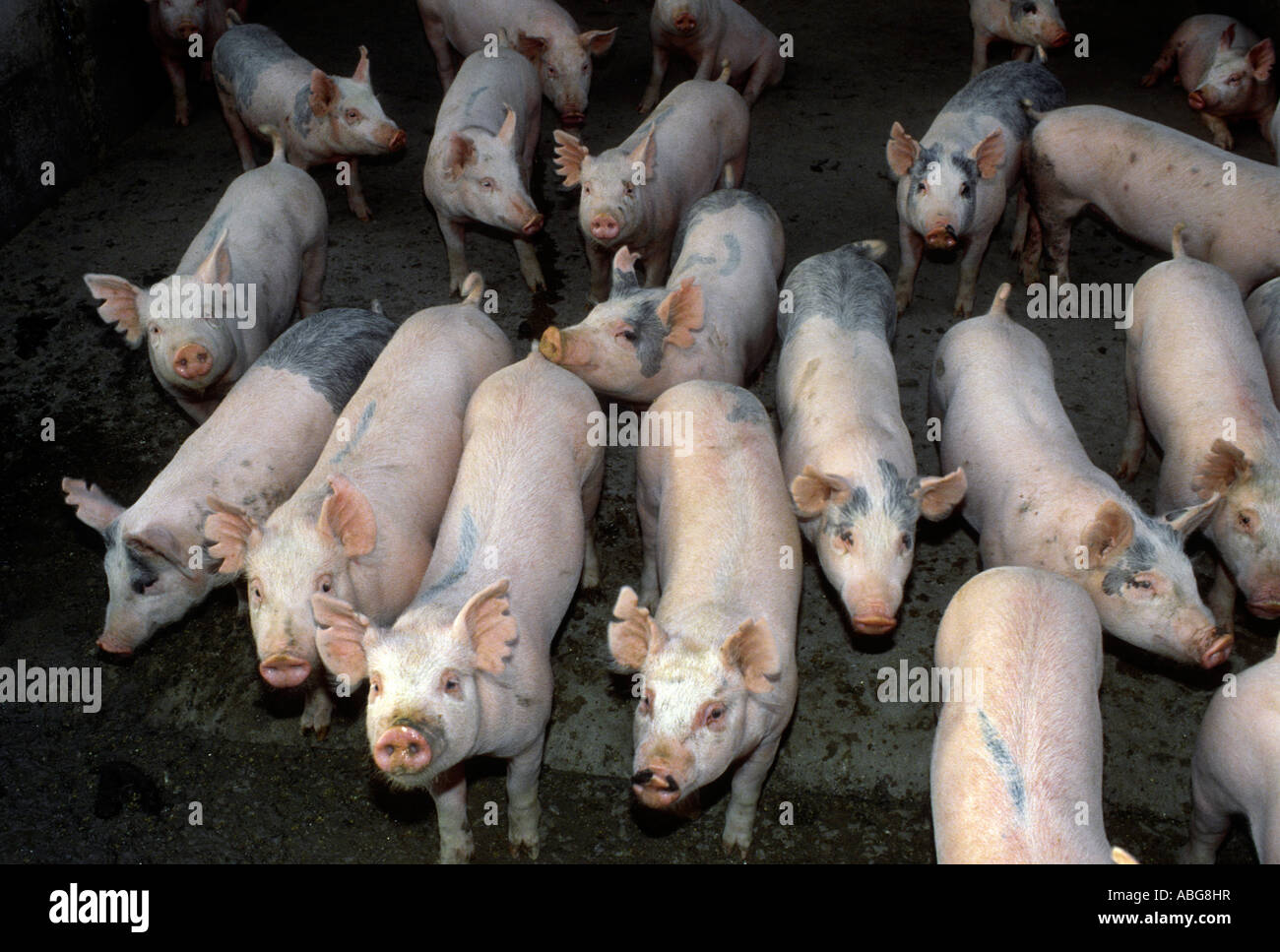 Piglets in a pen Stock Photo - Alamy