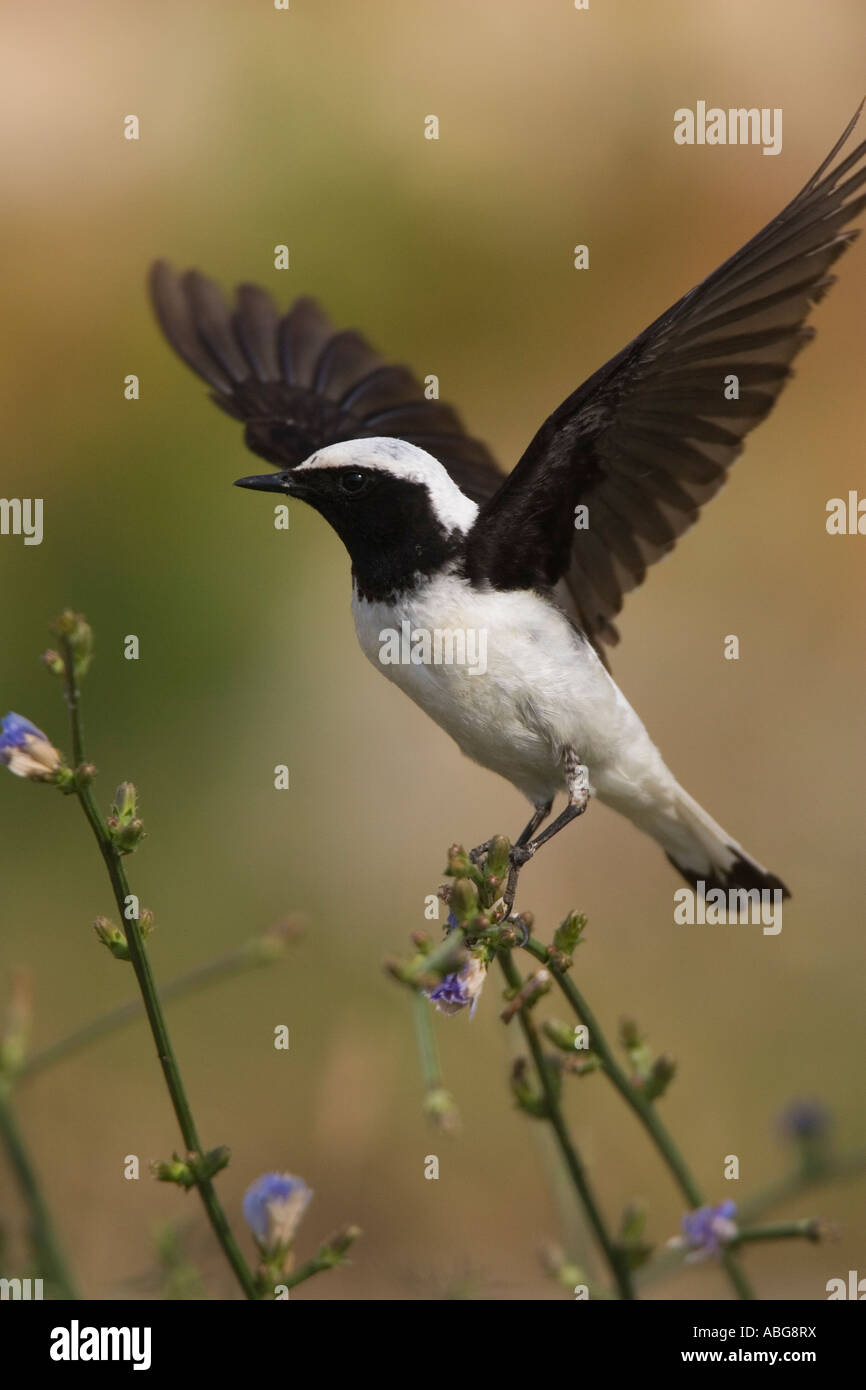 male Pied Wheatear displaying with wings stretched upwards Stock Photo ...