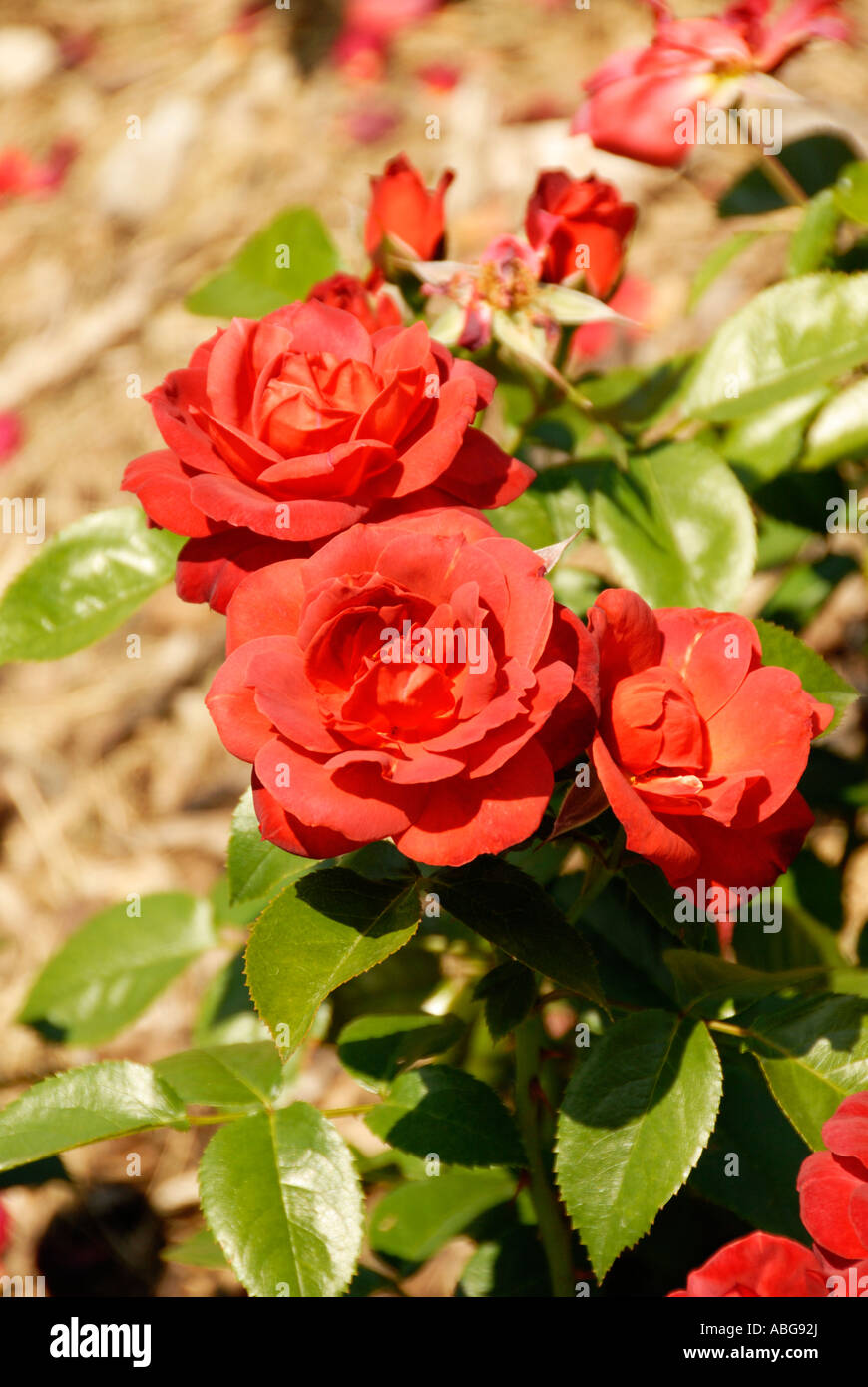 Hot Cocoa Floribunda roses growing in a garden on stems with green ...
