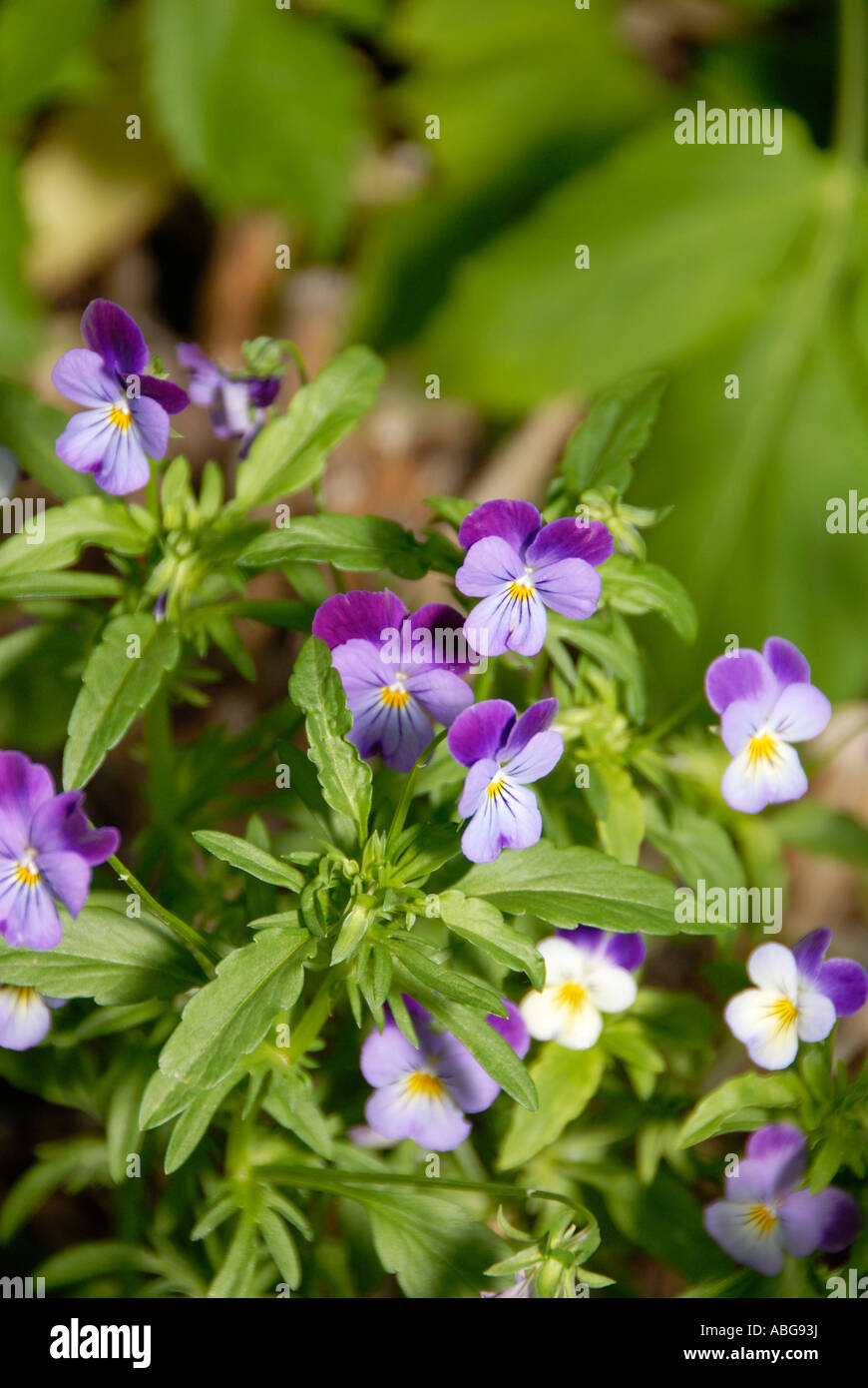 Johnny Jump Up Stock Photo - Alamy