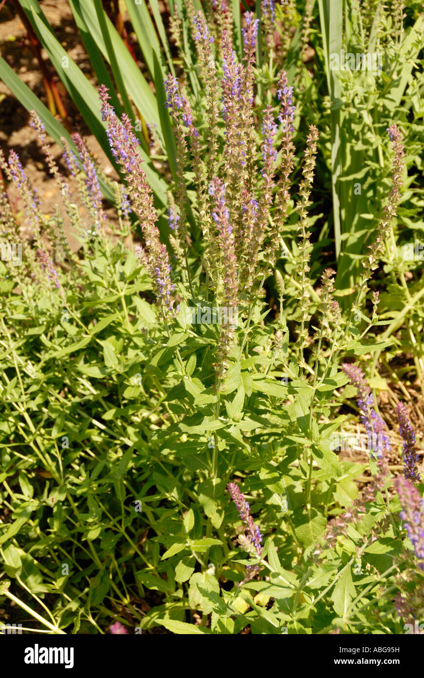 Meadow Sage Herb, or wood sage, deep violet bundle with green leaves ...