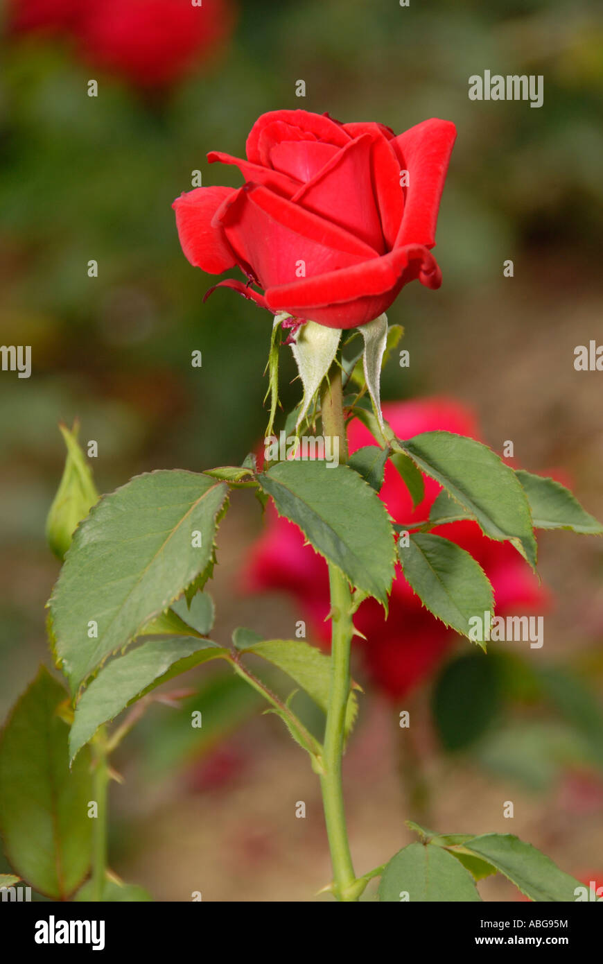 Red Olympiad hybrid tea rose with green leaves and stems Stock Photo ...