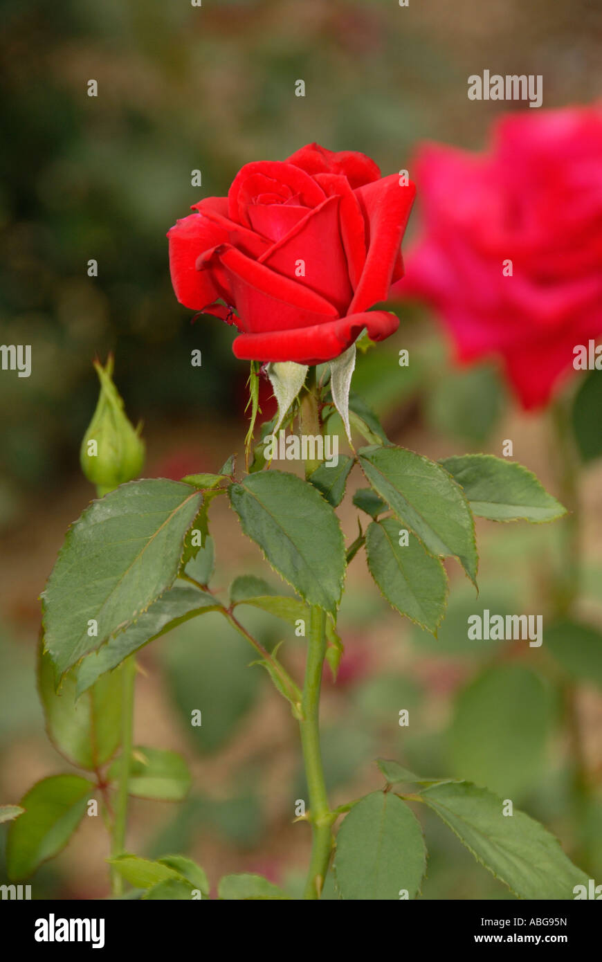 Red Olympiad hybrid tea rose with green leaves and stems Stock Photo ...