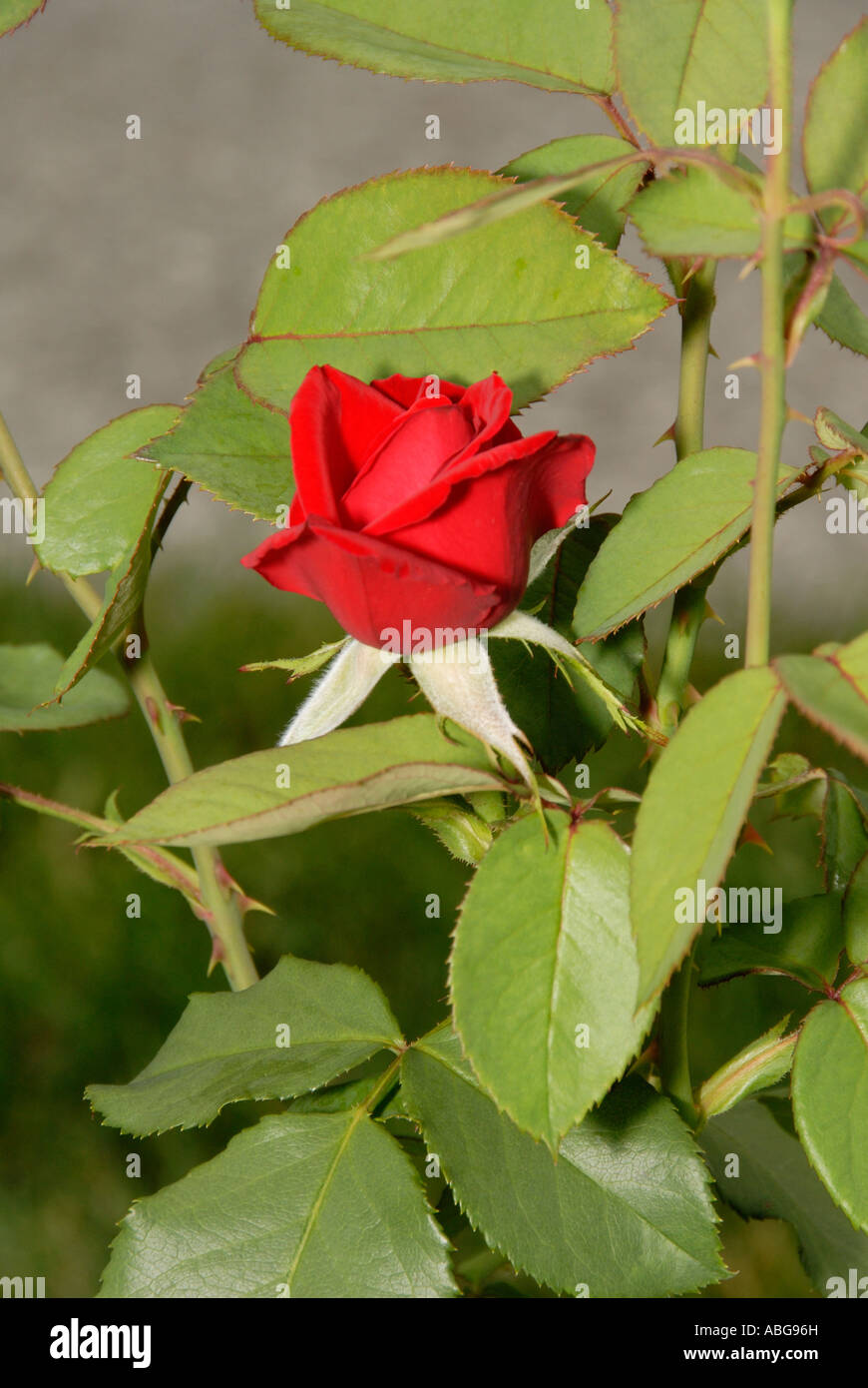 Red Olympiad hybrid tea rose with green leaves and stems Stock Photo ...