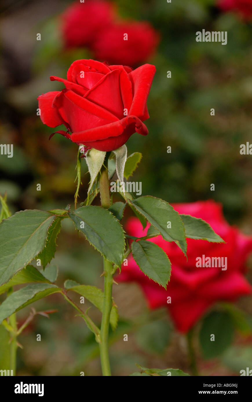 Red Olympiad hybrid tea rose with green leaves and stems Stock Photo ...