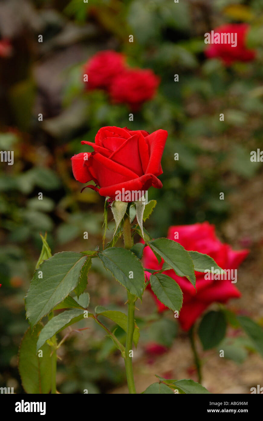 Red Olympiad hybrid tea rose with green leaves and stems Stock Photo ...