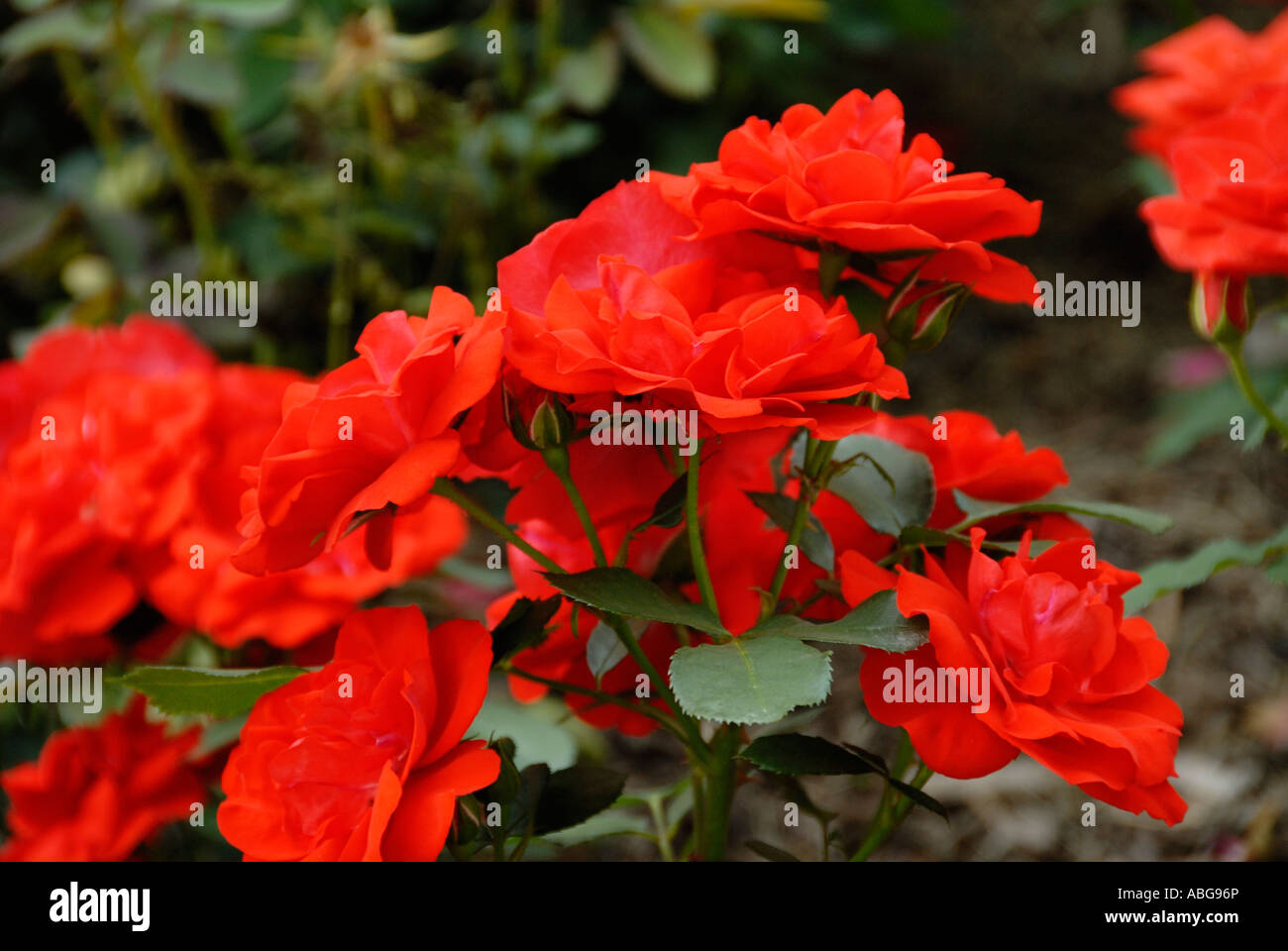 A bundle of Orange Sensation roses with green stems Stock Photo - Alamy