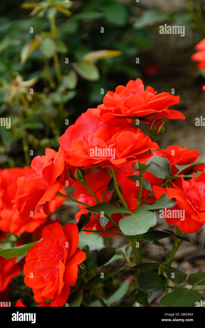 A bundle of Orange Sensation roses with green stems Stock Photo - Alamy