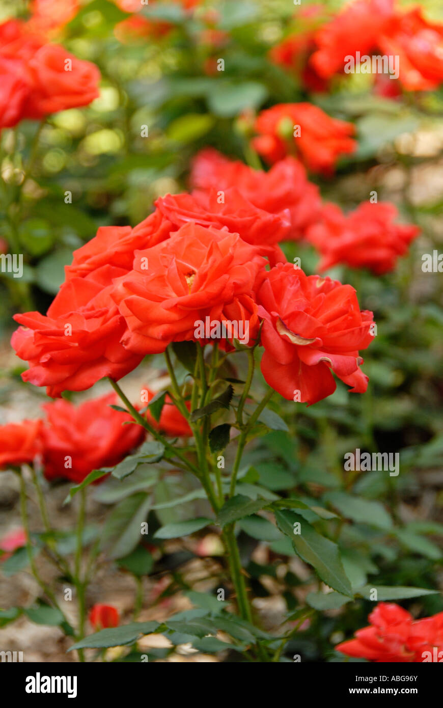 Rosa orange sensation hi-res stock photography and images - Alamy