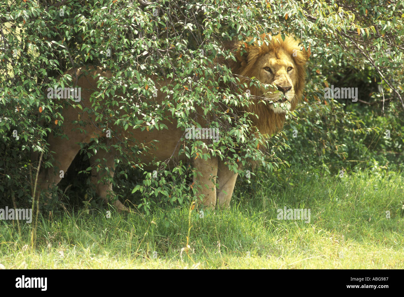 Male lion looking out from Croton bush Masai Mara National Reserve ...