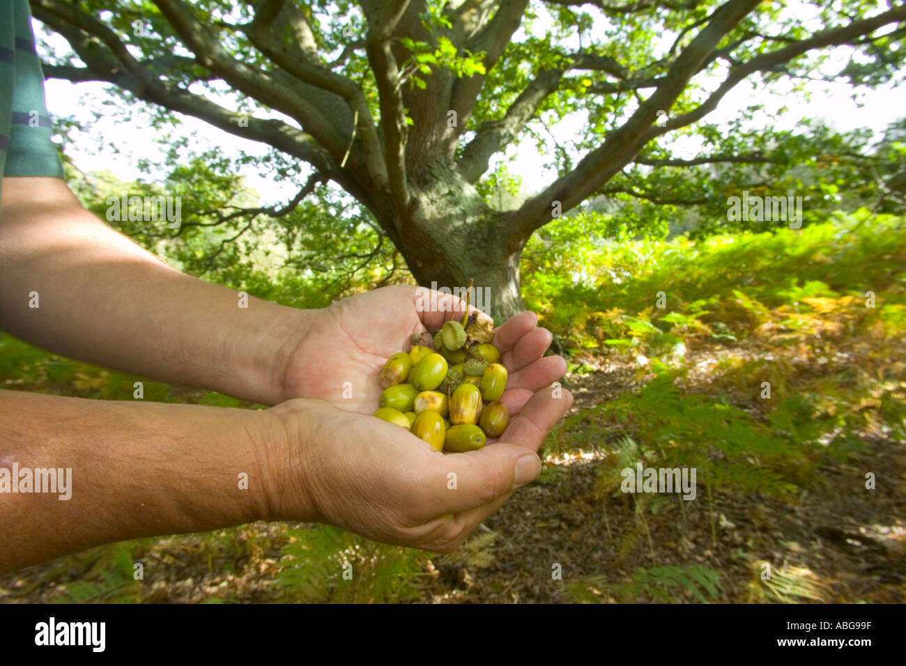 Acorns grow into trees hi-res stock photography and images - Alamy