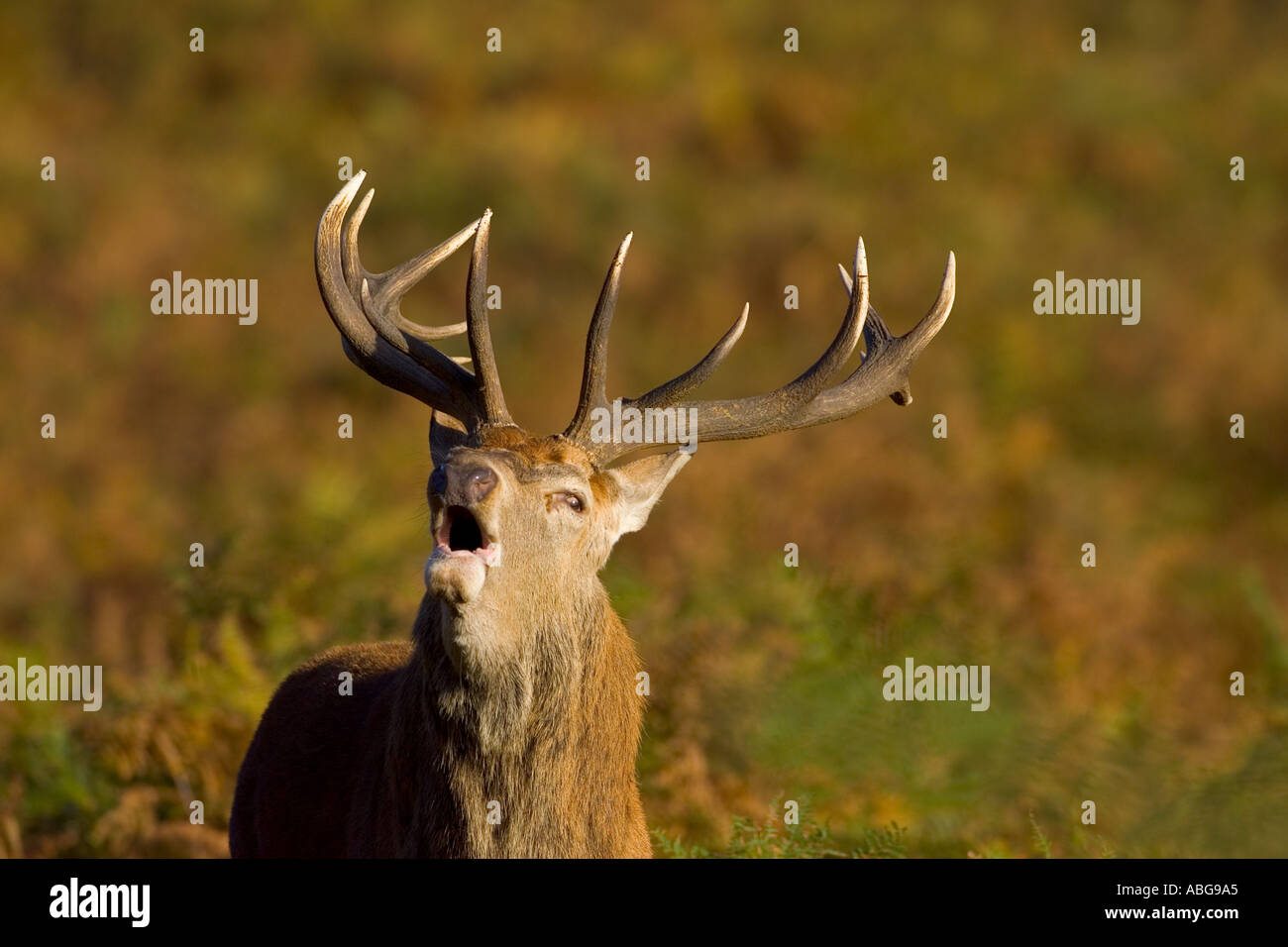 Red Deer Cervus elaphus in Richmond Park London UK Stock Photo - Alamy
