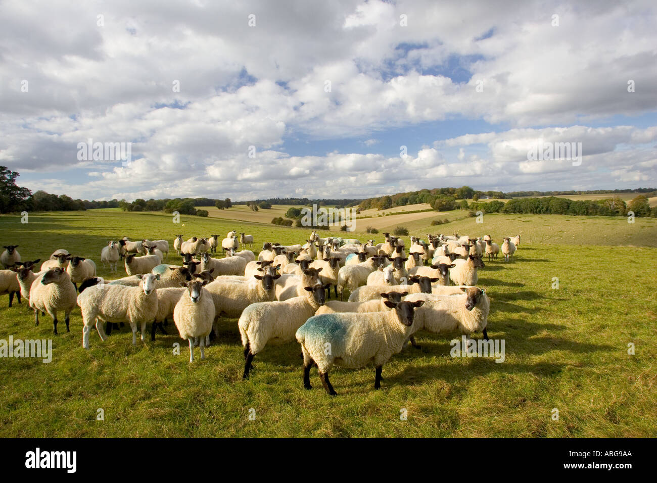 Sheep Flock Pulridge Hill Nettleden Herts UK September Stock Photo - Alamy