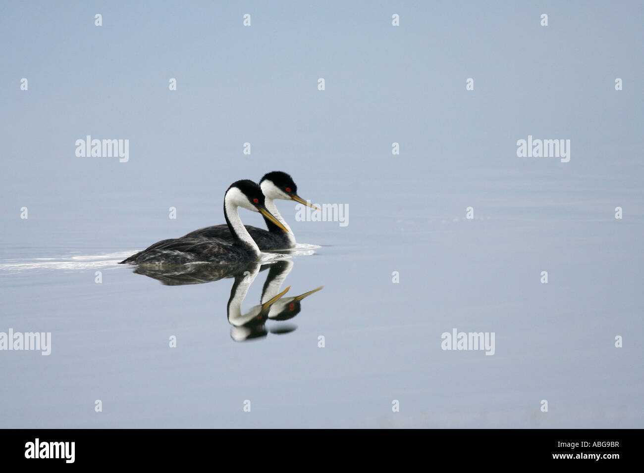 Swan grebe hi-res stock photography and images - Alamy