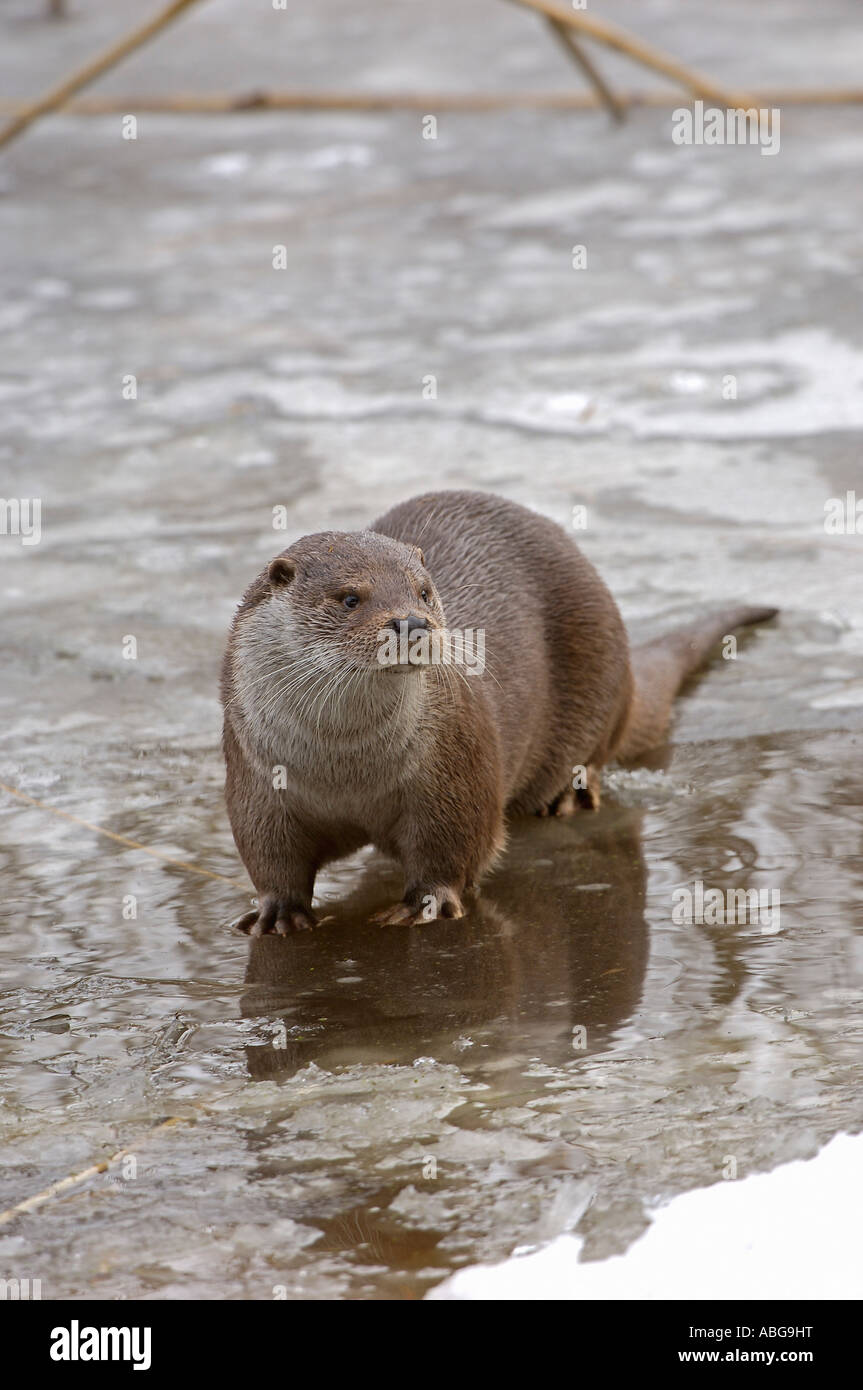 Otter, lutra lutra Stock Photo - Alamy