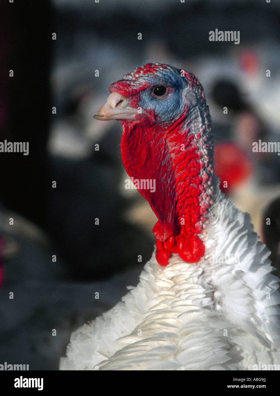 White feather turkey hi-res stock photography and images - Alamy