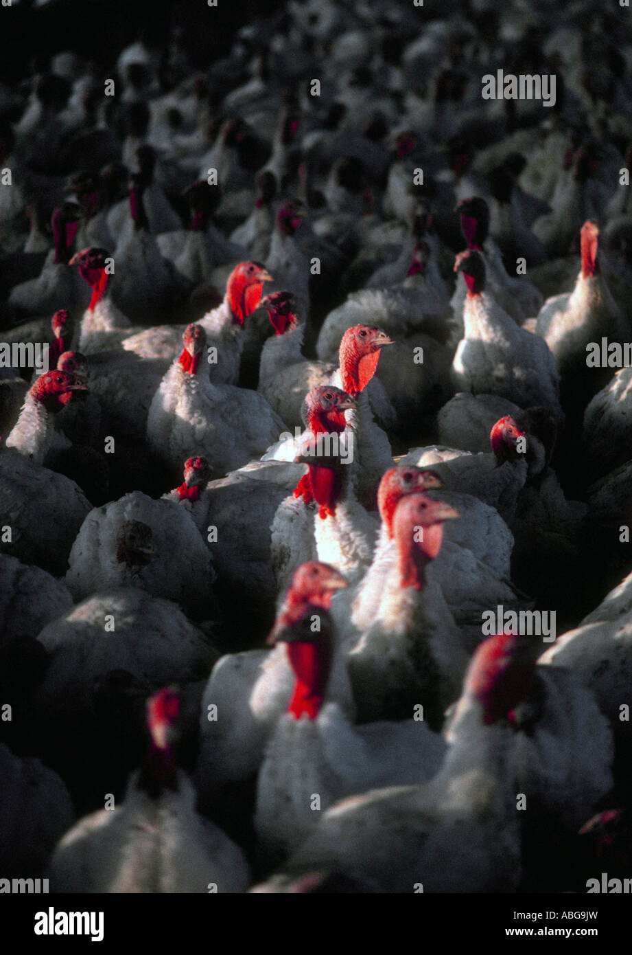 Turkey hunt hi-res stock photography and images - Alamy