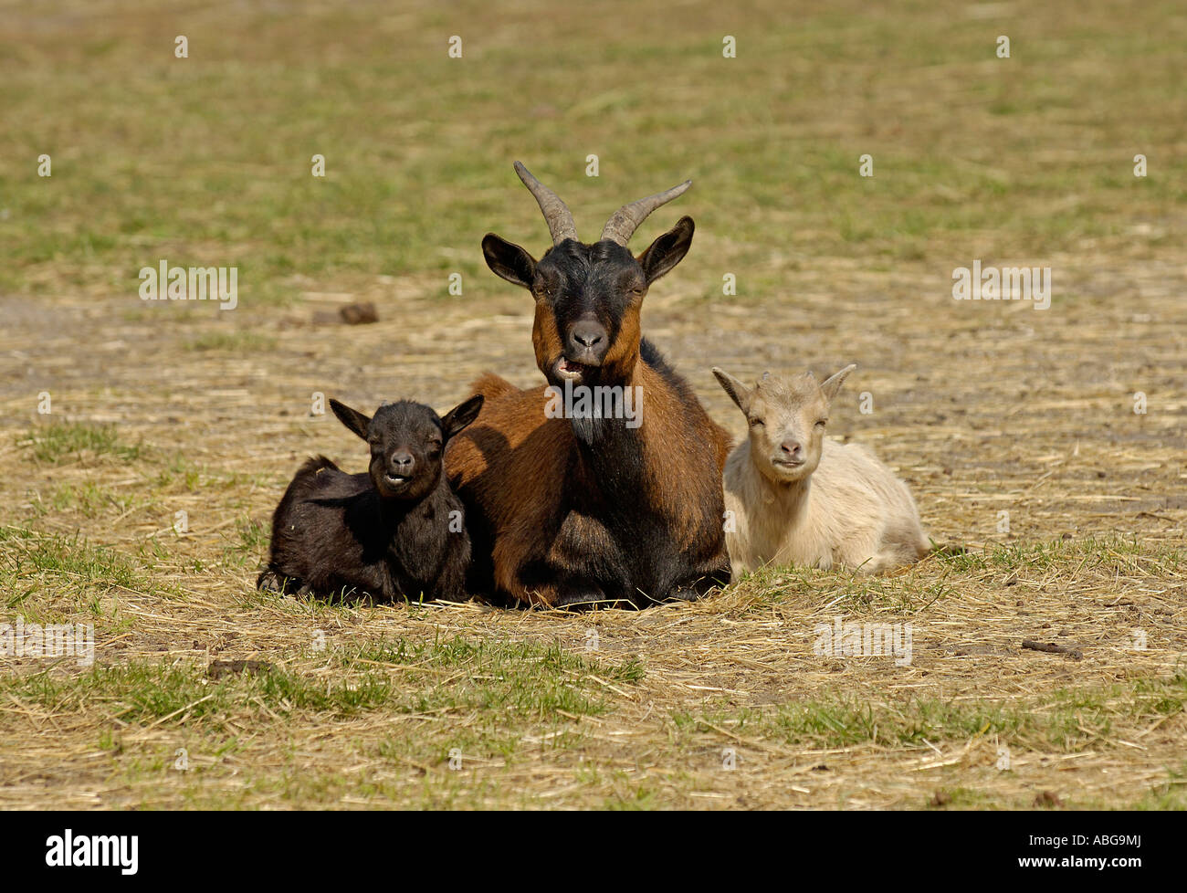 Domestic goat, Capra hircus Stock Photo - Alamy