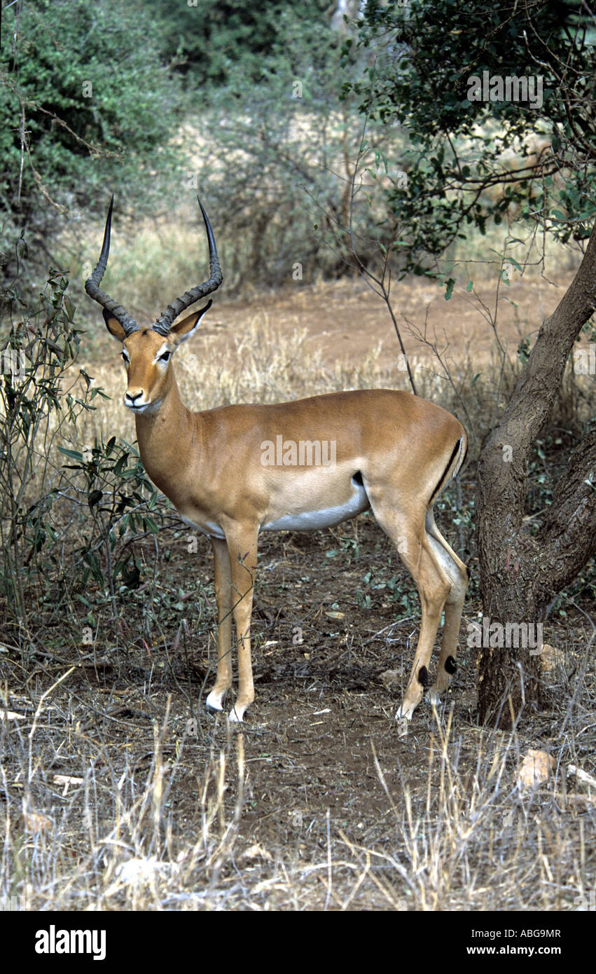 Impala antelope, Aepyceros melampus, Kenya, Africa Stock Photo - Alamy
