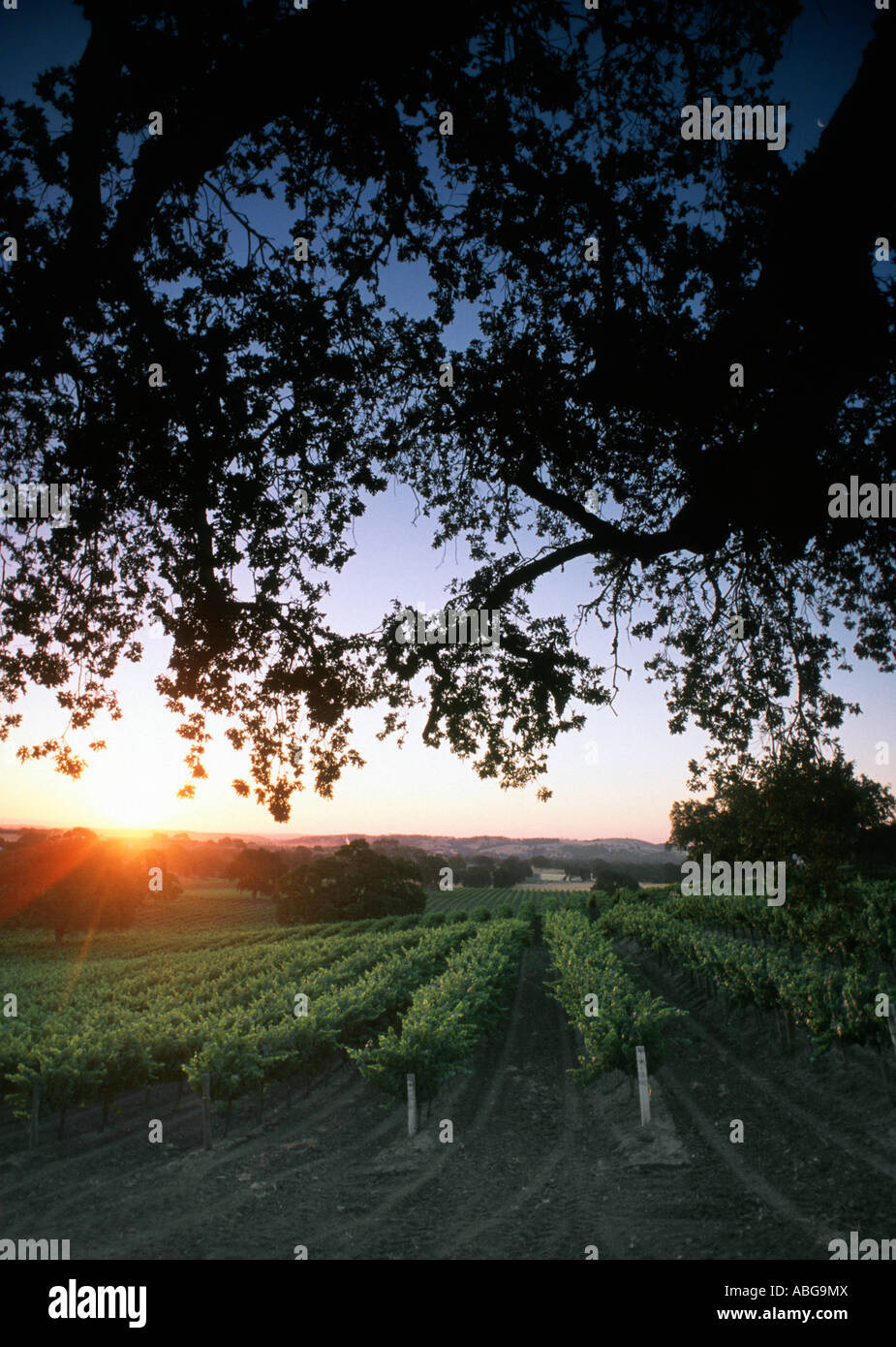 Overhanging tree branches hi-res stock photography and images - Alamy