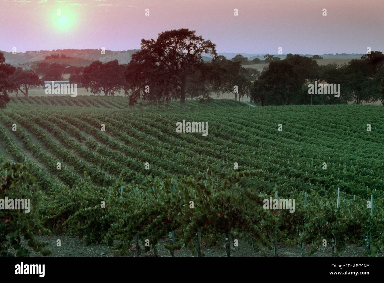 Vineyards and sunrise in California Stock Photo - Alamy