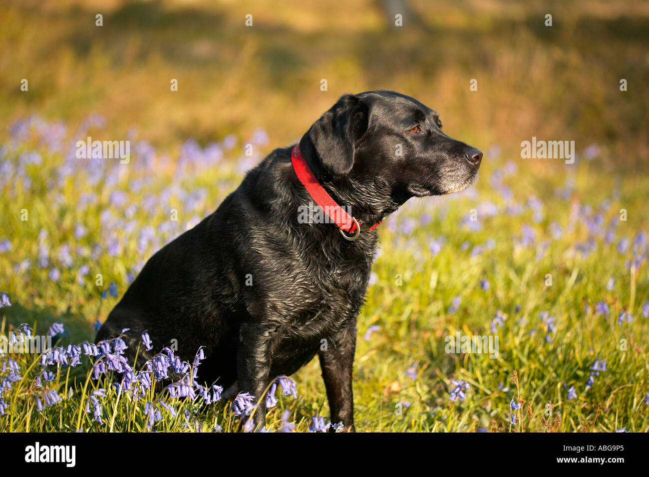pet labrador sitting in a woodland clearing surrounded by bluebells ...