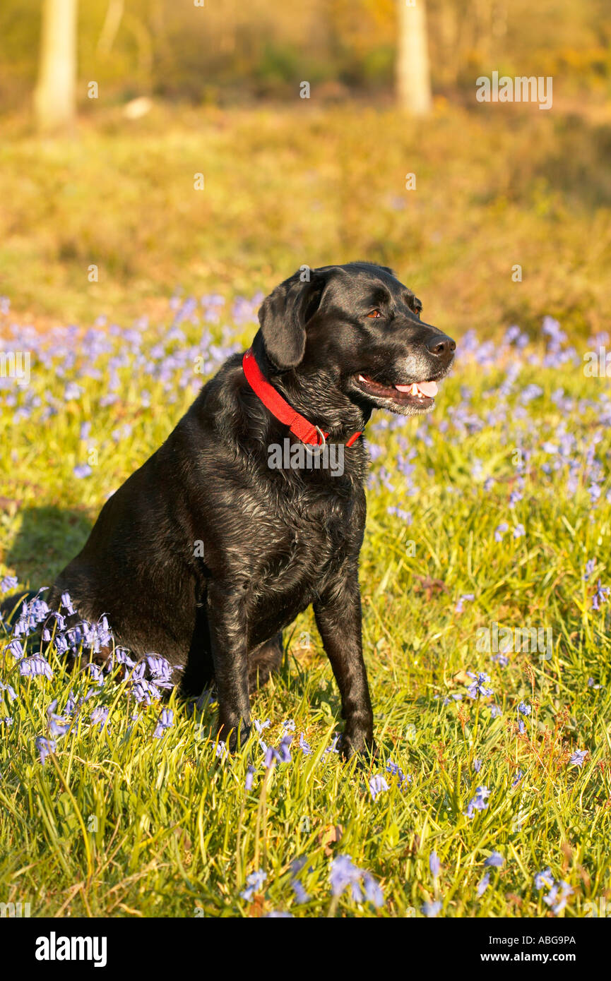 Labrador in bluebells hi-res stock photography and images - Alamy
