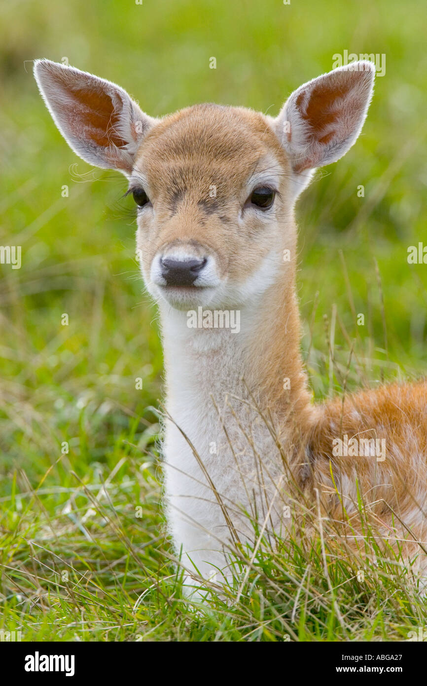 Baby fawn hi-res stock photography and images - Alamy