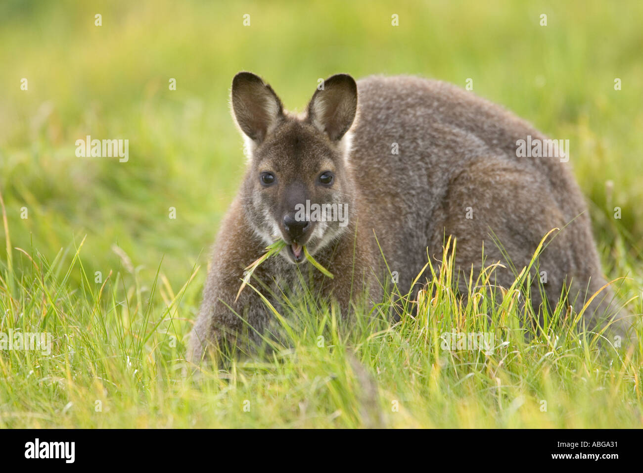 Red-necked wallaby Macropus rufogriseus or Bennett's wallaby Stock ...