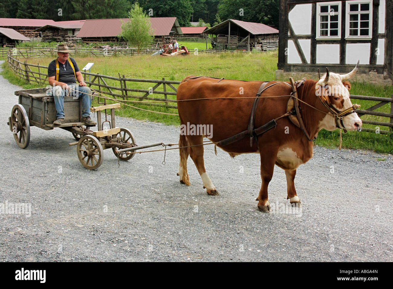 Ox pulling hi-res stock photography and images - Alamy