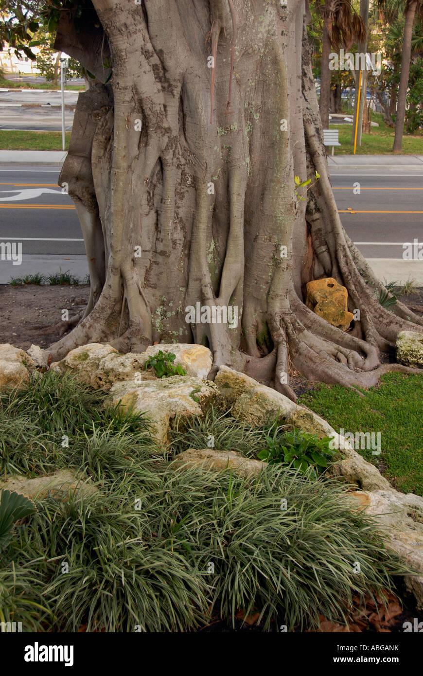 Fig tree trunk Stock Photo - Alamy