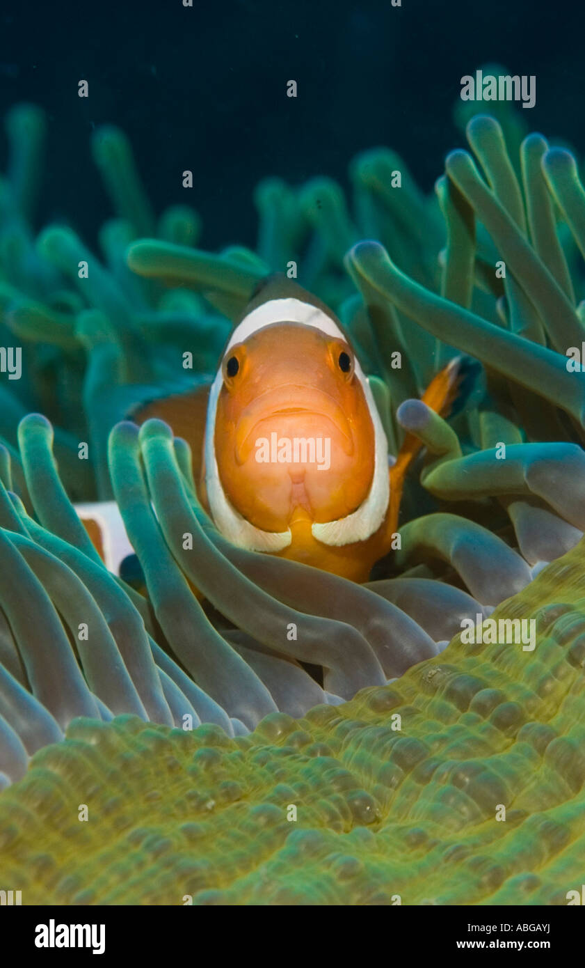 False anemonefish or Clownfish Amphiprion ocellaris Stock Photo - Alamy