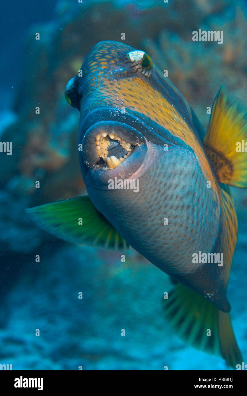 Giant triggerfishes hi-res stock photography and images - Alamy