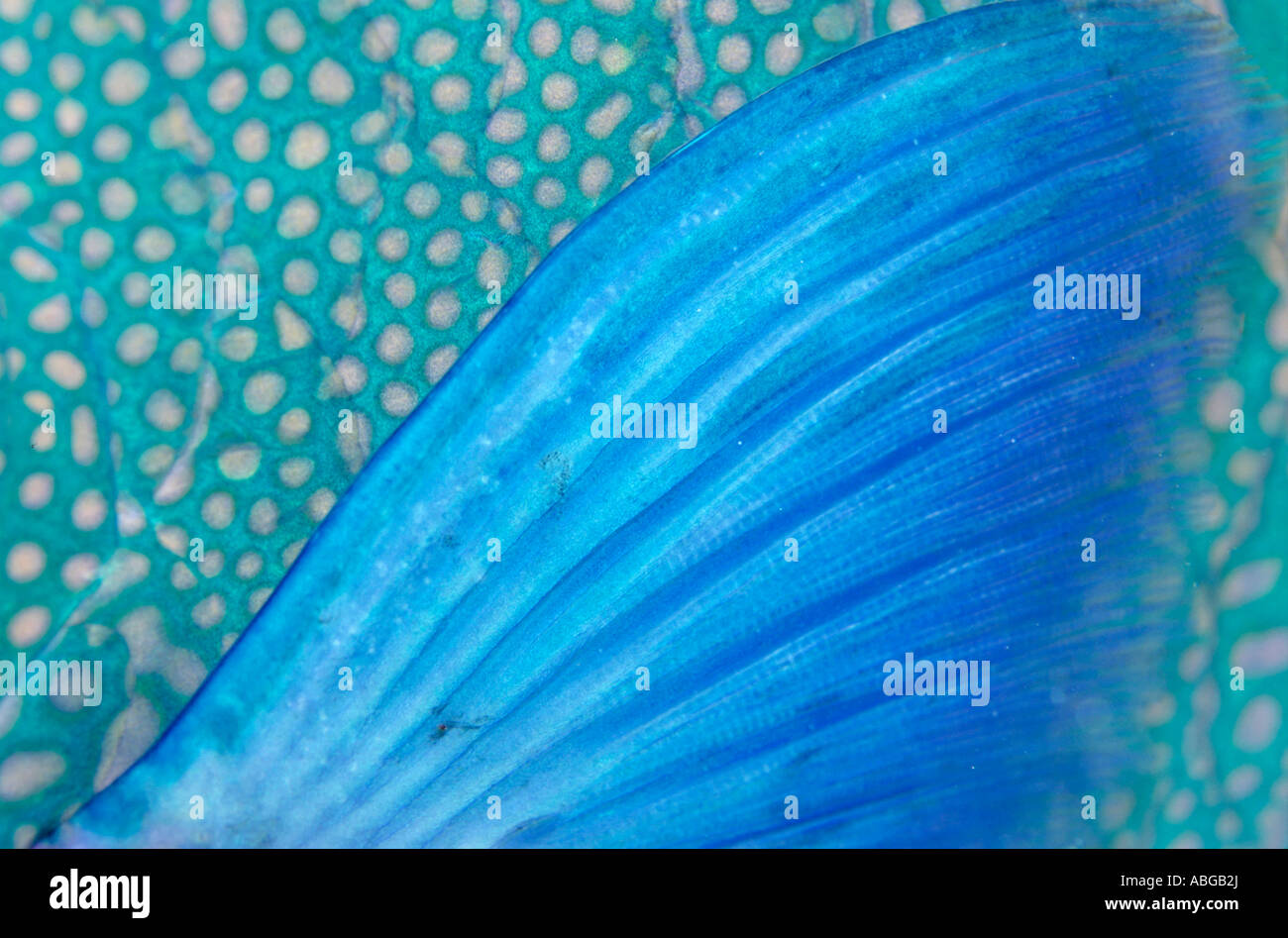 Parrot fish, fin, Scarinae, Maldives Stock Photo - Alamy