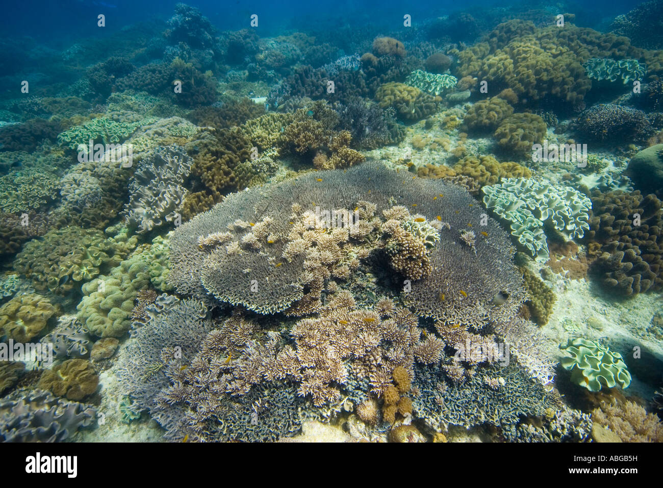 Coral reef covered with soft coral hi-res stock photography and images ...