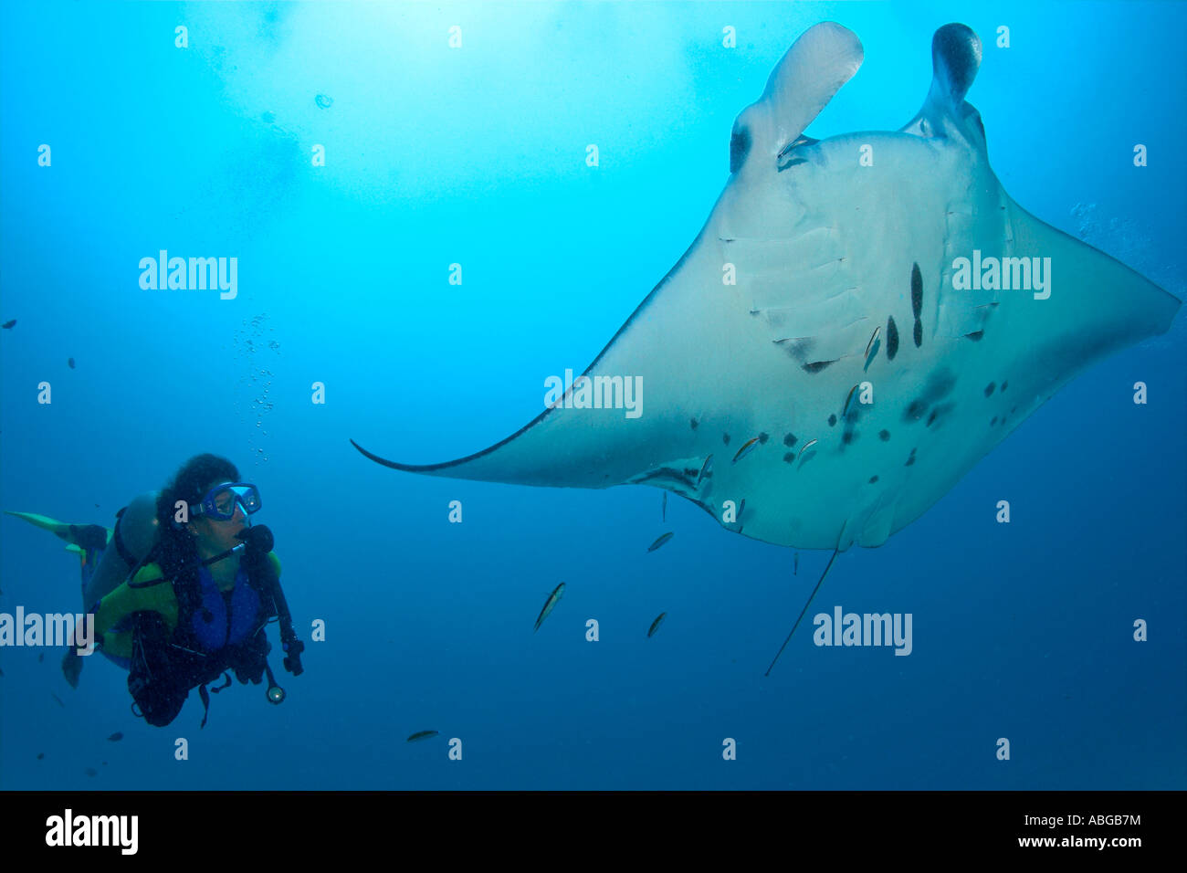 Manta Ray (Manta birostris Stock Photo - Alamy