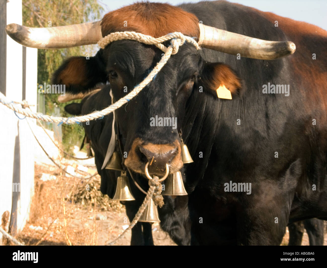 These Tethered Bulls with rings through their noses have been tied up ...
