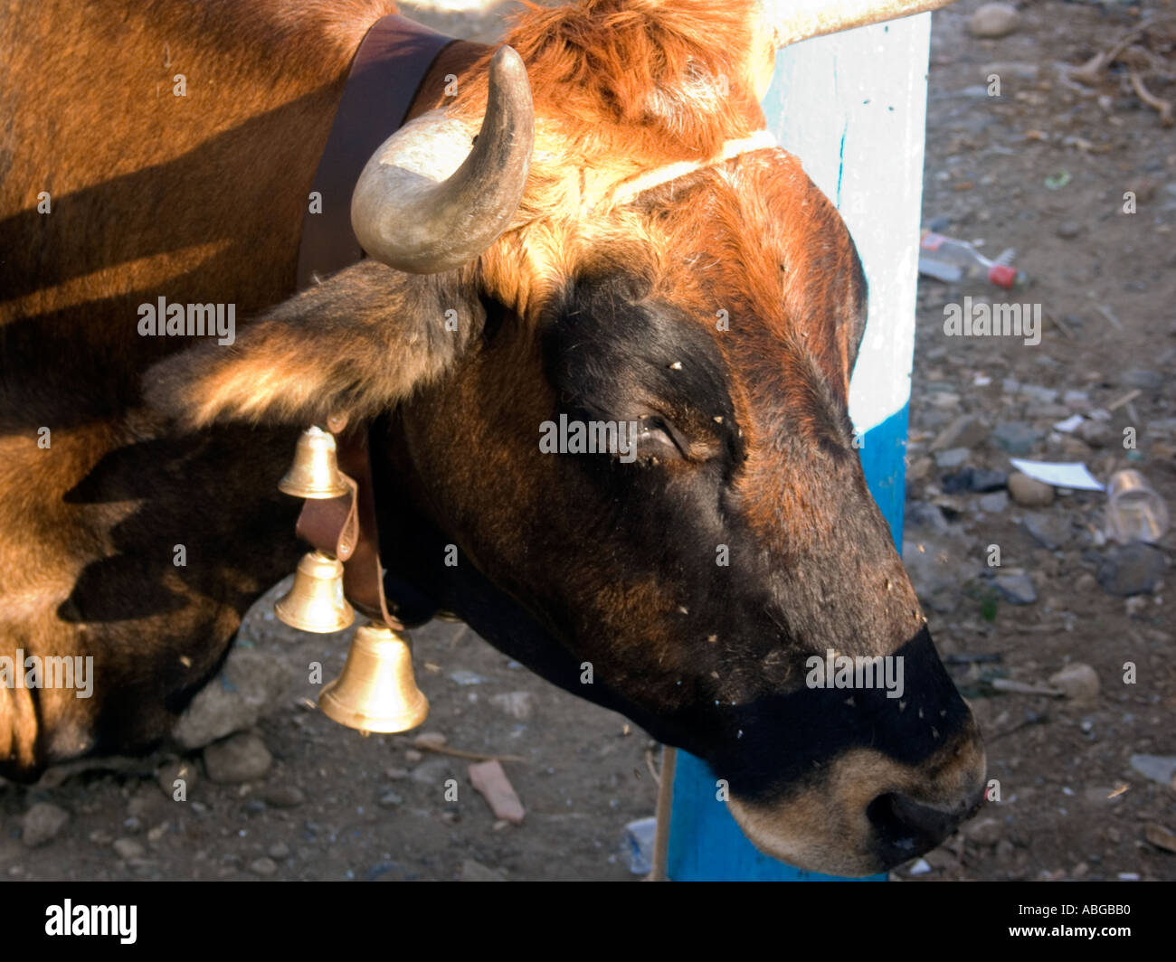 Prize Cow tied up all day without access to shade infested with flies ...