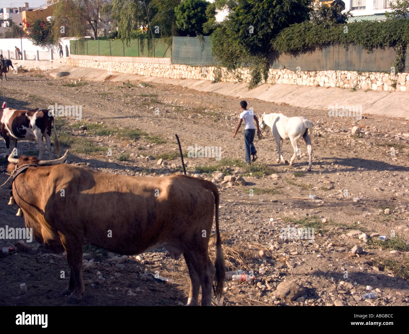 Man leading horse past tethered cows and bulls, at the Fuengirola ...